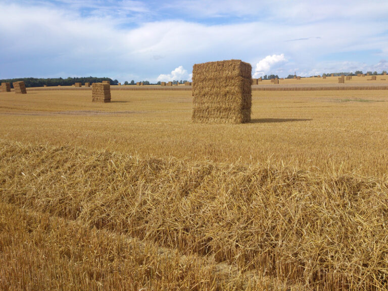 Bioenergie: Große Potenziale mit Halmen - Solarserver
